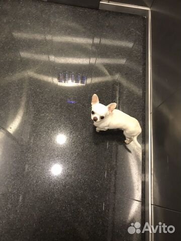 Чихуахуа мини мальчик для вязки
