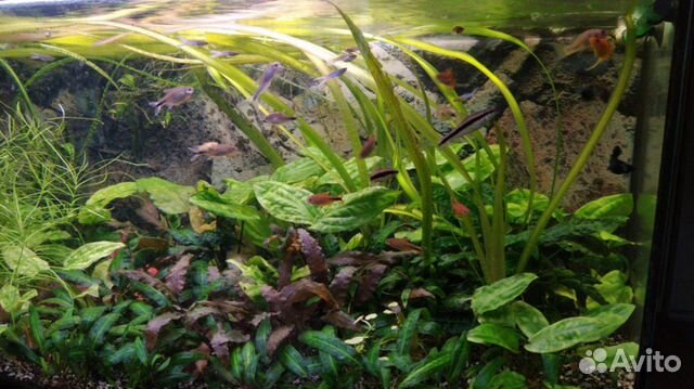 Аквариумное растение Криптокорина родственная аффи