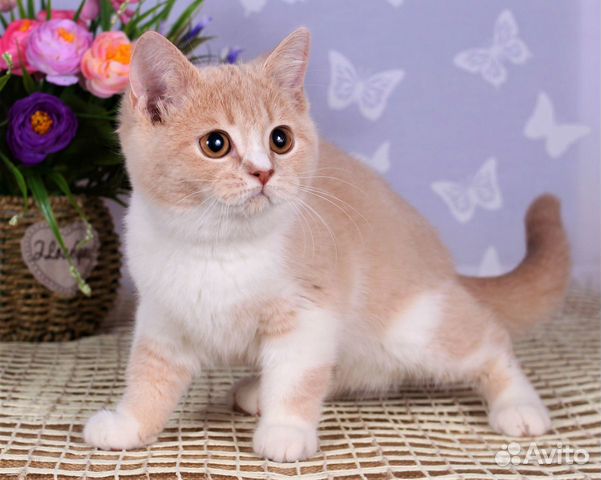 Британский персик