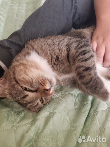 Кошка-друг человека