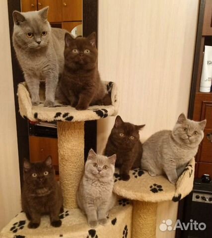 Продажа британских котят