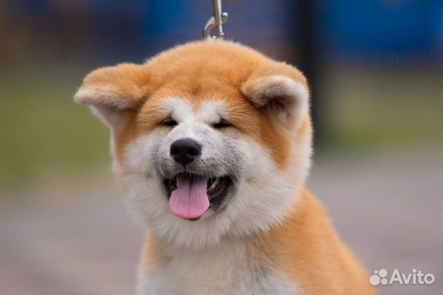 Очень крупные,породные щенки акита