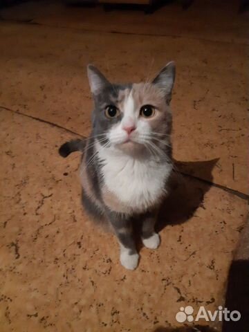 Милая ласковая трехцветочка