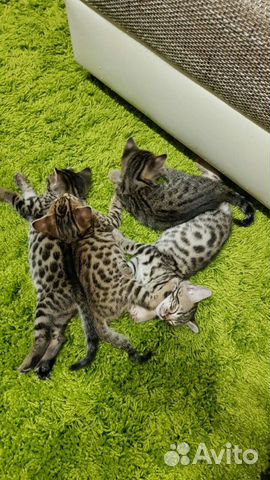 Котята Бенгалы