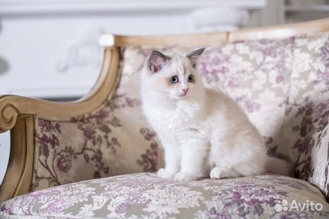 Кошечка Ragdoll