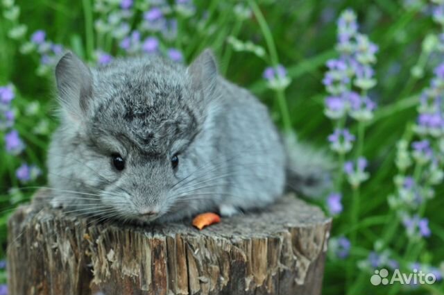 Ангорская шиншилла самец носитель фиолета