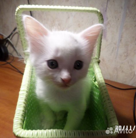 Очаровательный белый котенок ищет любящих хозяев