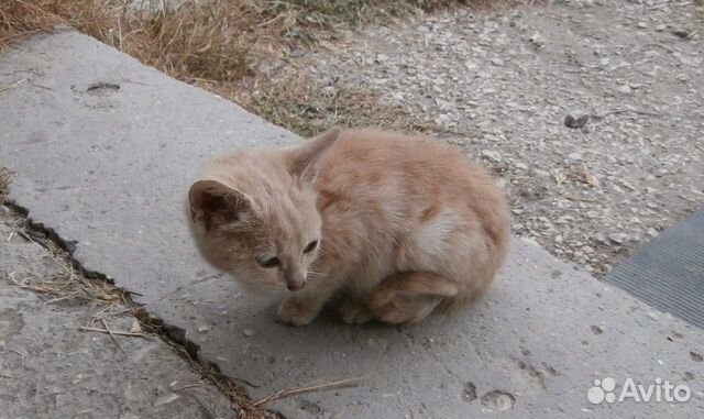 Совсем одинокий, маленький и тихий Персик