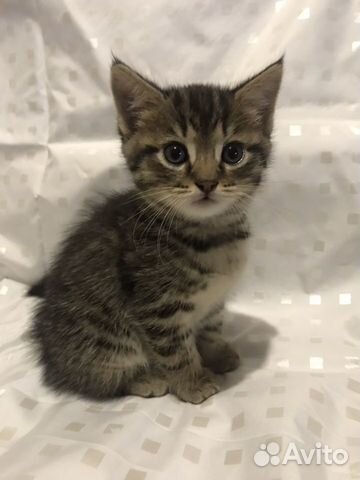 Котёнок