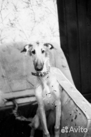 Щенок русской борзой