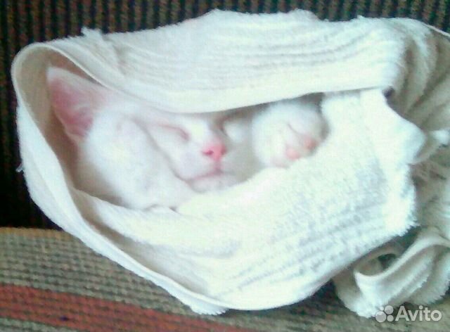 Маленький беленький котенок