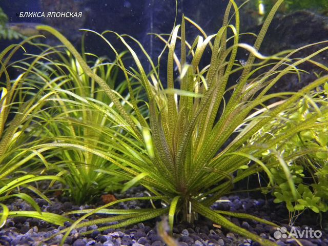 Аквариумные растения