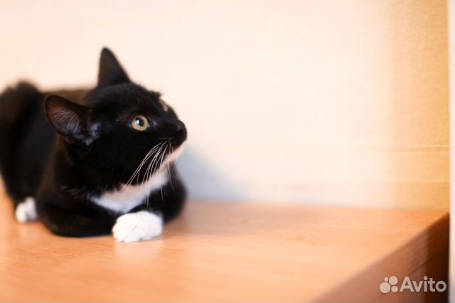 Прелестный котёнок в добрые руки