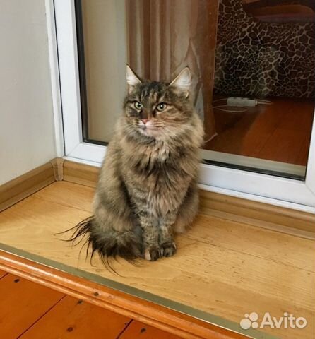 Молодая кошка в добрые руки