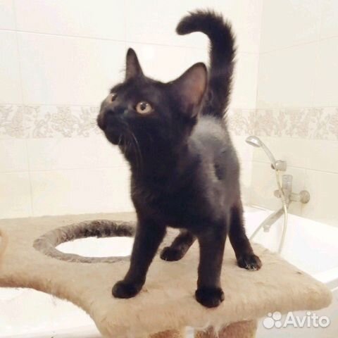 Котёнок - девочка, 3 месяца, ищет дом