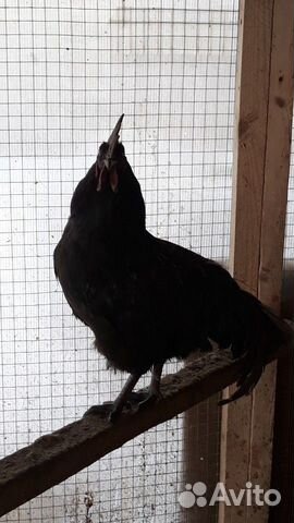 Петушки,цыплята,яйцо инкуб