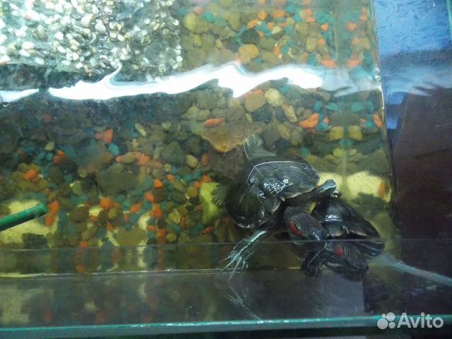 Черепахи красноухие