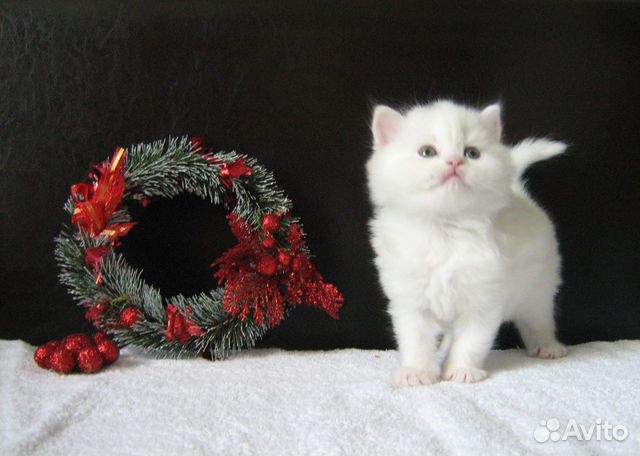 Новогодние пушистики