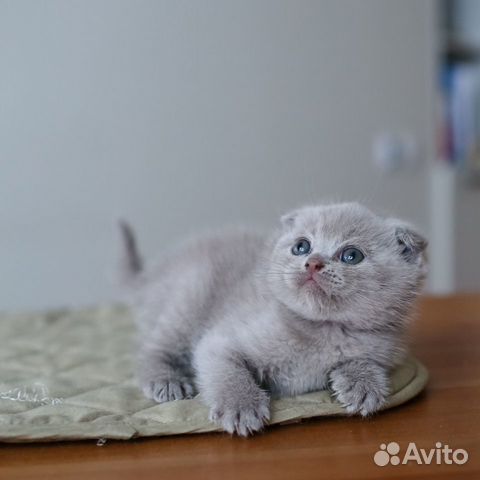 Котёнок скотиш фолд