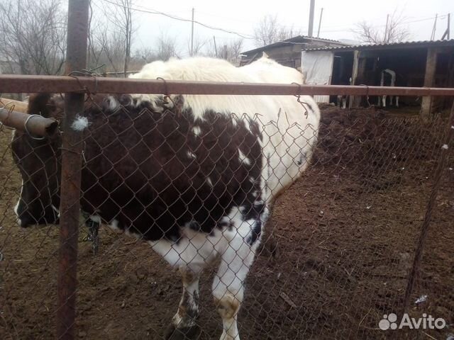 Бык породистый