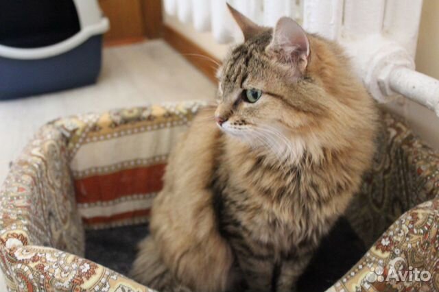 Кошка Рысь в добрые руки