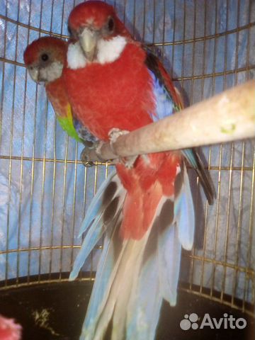 Попугай разелы