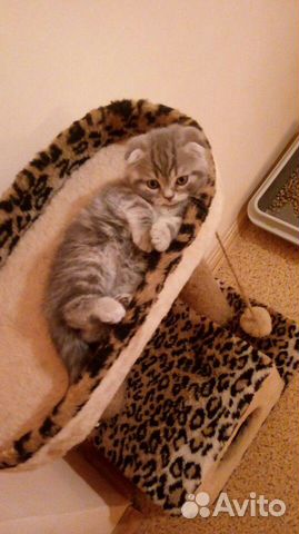 Шотландское плюшевое чудо