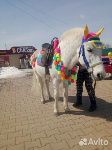 Продам кобылу пони клепер