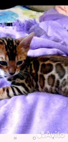 Бенгальские котята