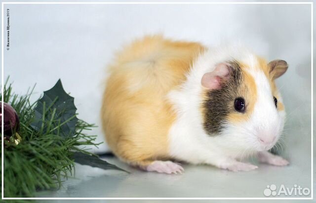 Морские свинки(тексель и стандарт)