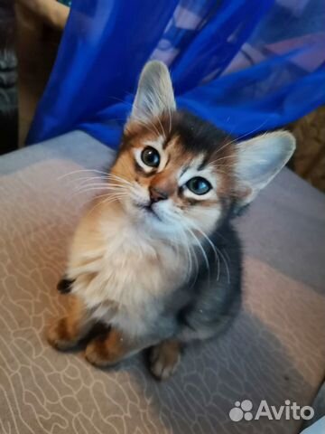 Котенок сомалийка, девочка