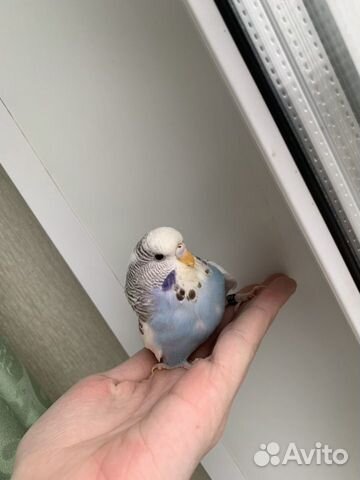 Выставочный волнистый попугай