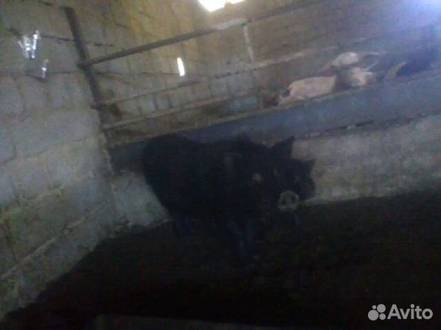 Вьетнамский кабан