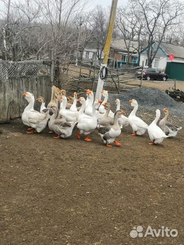 Гуси
