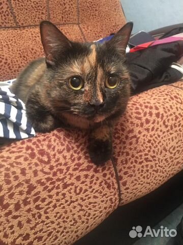 Кошка Фрося, черепашка. отдадим в хорошие руки