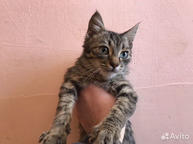 Котёнок-мальчик