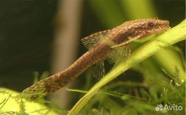 Отоцинклюс негрос, молодь