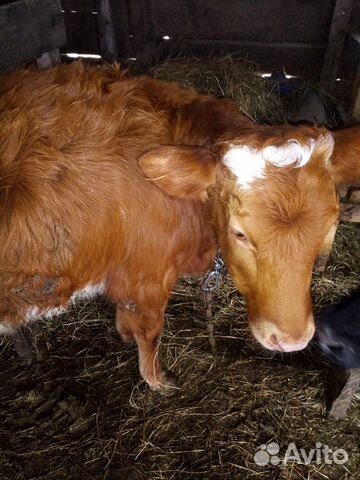 Продаю двух телочек
