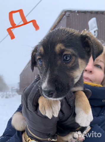Щенки в добрые руки