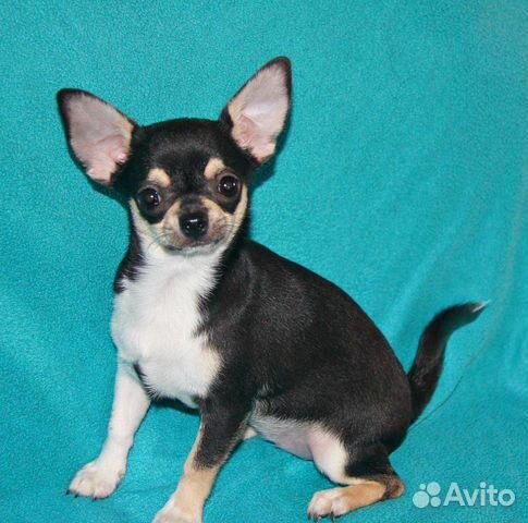 Чишка девочка