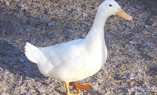 Утки стар 53