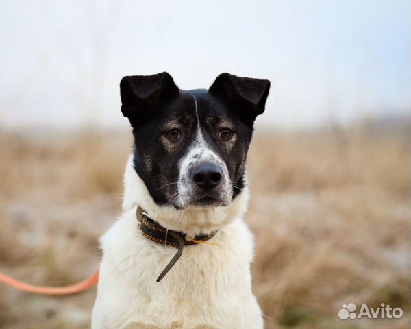 Бим собака обнимака и целовака