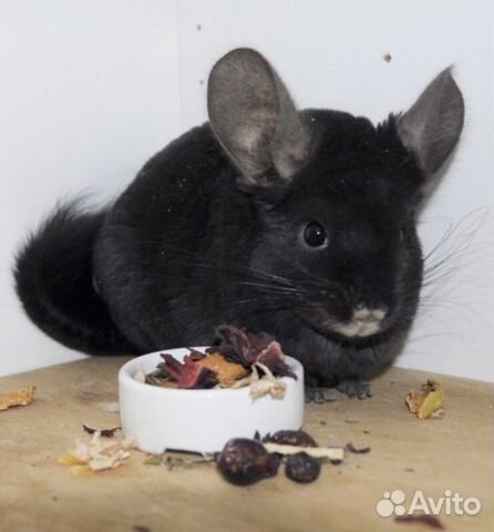 Шиншиллы пара