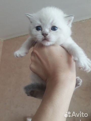 Шотландские котята