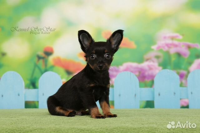 Пражский крысарик (кобель длинник )