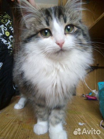 Котёнок сибирячка