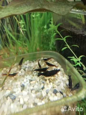 Креветки разноцветные неокардины