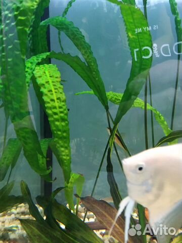 Набор аквариумных растений. Криптокарина