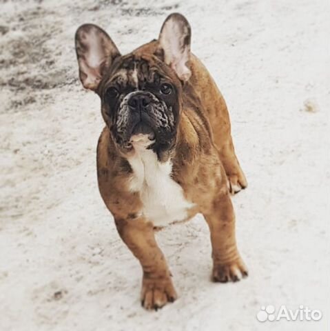 Потрясающая девочка в эксклюзивном окрасе