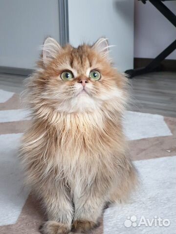 Британский котенок дш шиншилла